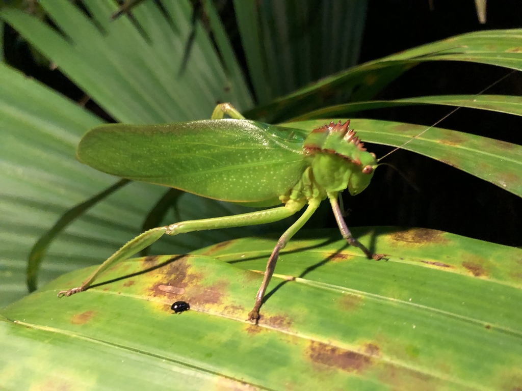 Steirodon careovirgulatum from Gatun Lake, Panamá, PA on April 8, 2019 ...