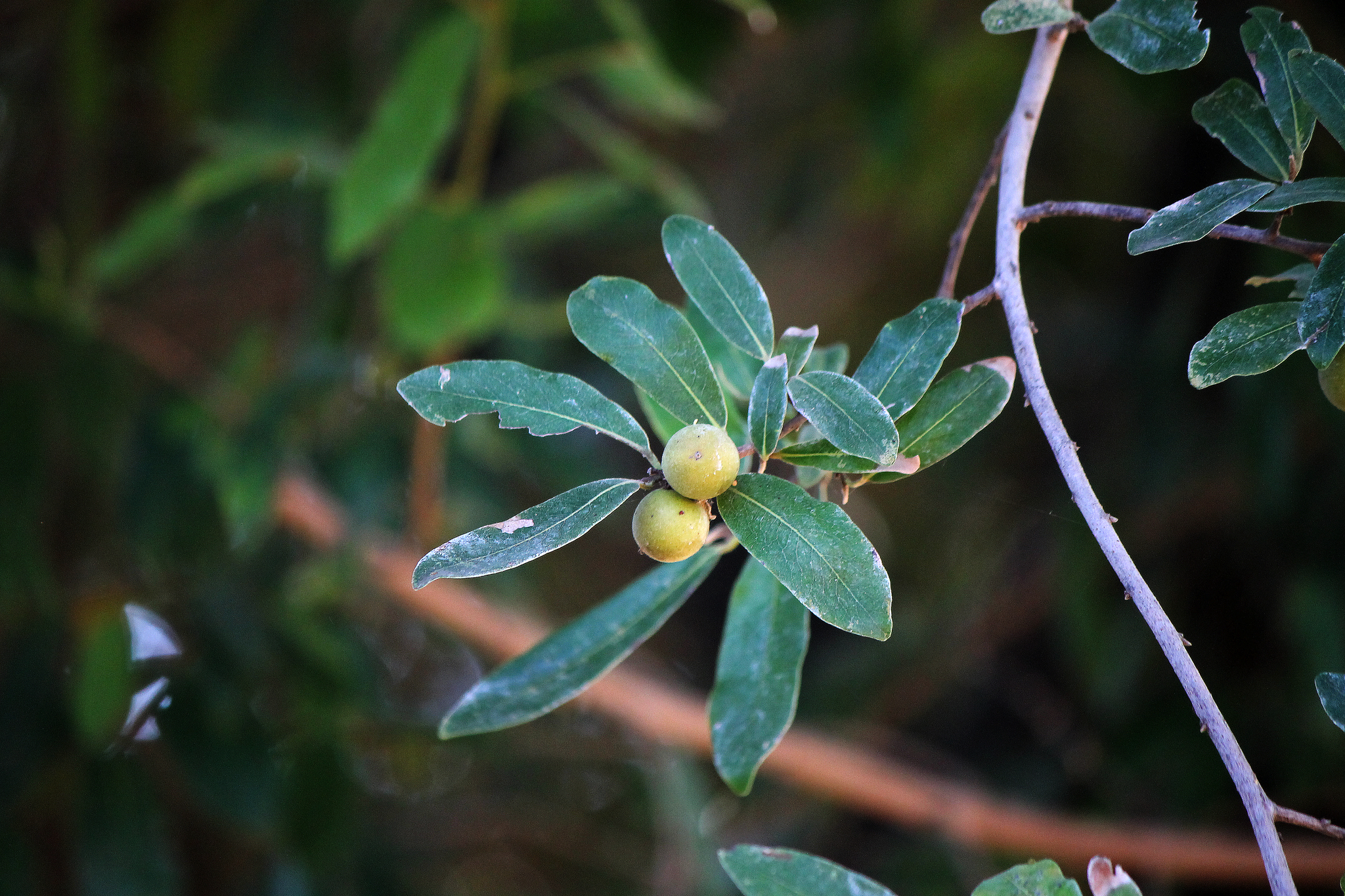 Jackalberry Tree Fruit Jackalberry (Diospyros Mespiliformis)