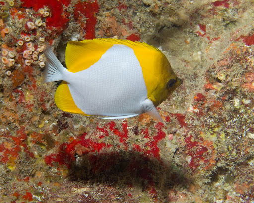 Pyramid Butterflyfish (Reef Fish of the Hawaiian Islands) · iNaturalist