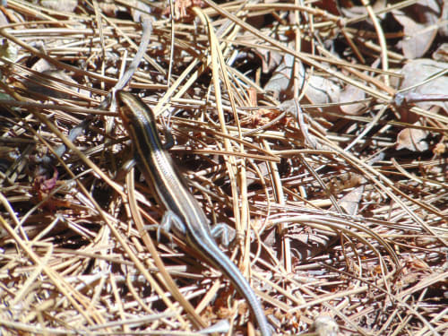 Common Five-lined Skink from Guilford County, US-NC, US on May 2, 2020 ...