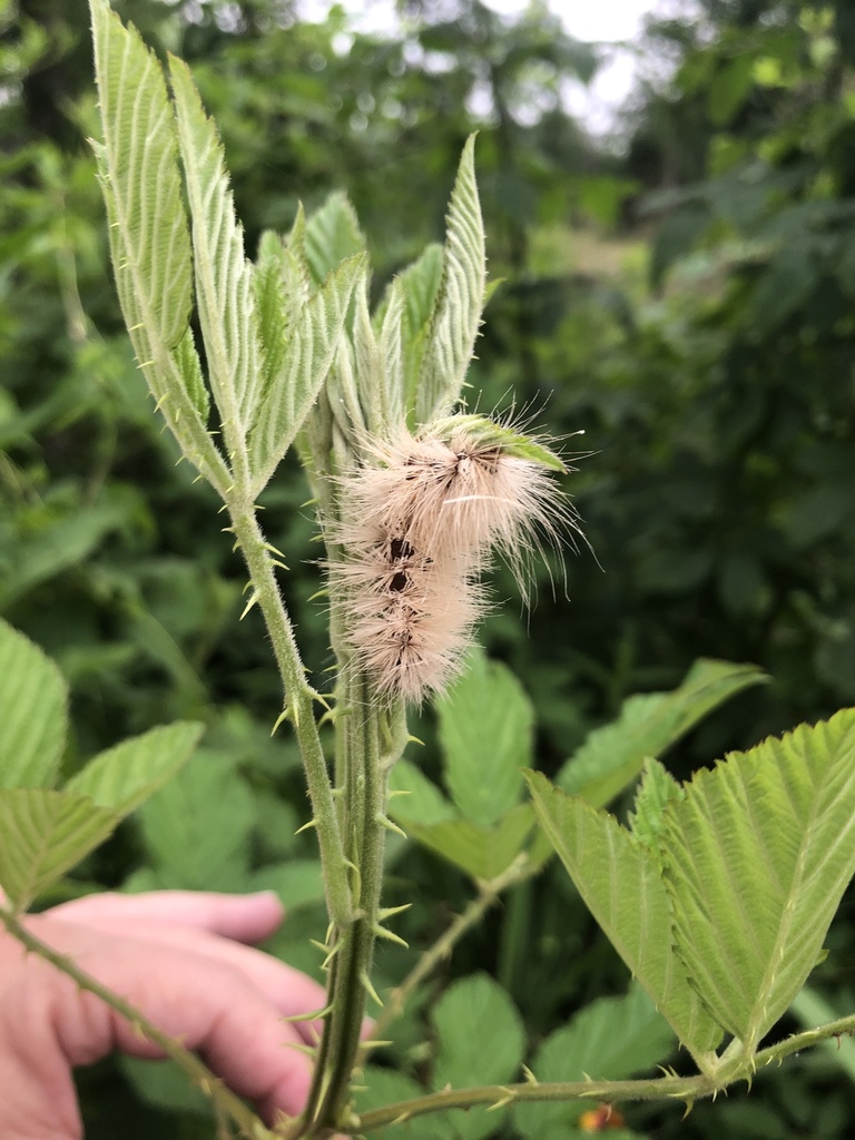 Tiger Moths from Harris County, US-TX, US on May 05, 2020 at 08:26 AM ...