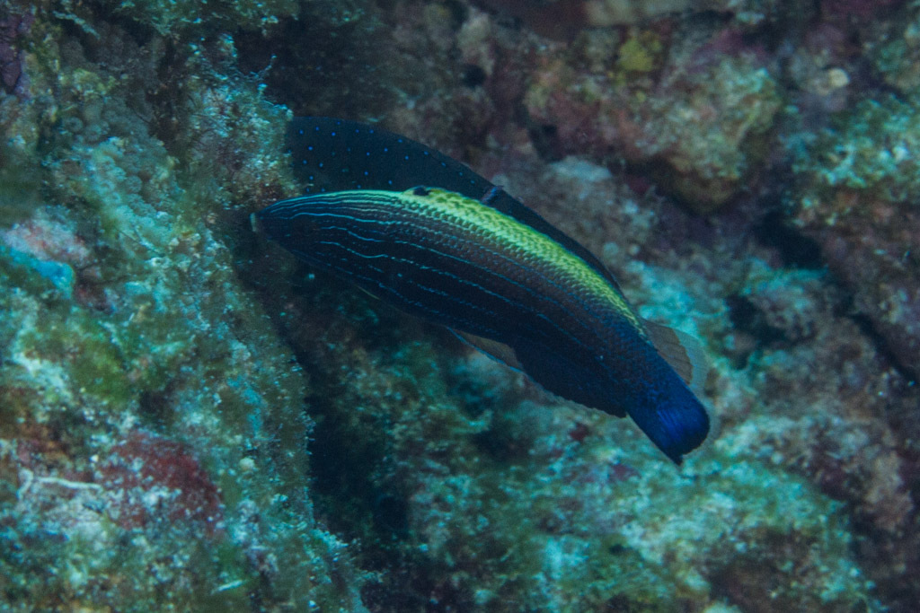 Labropsis xanthonota Randall, 1981