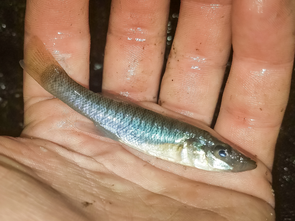 Seminole Killifish from Marion County, FL, USA on February 21, 2019 at ...