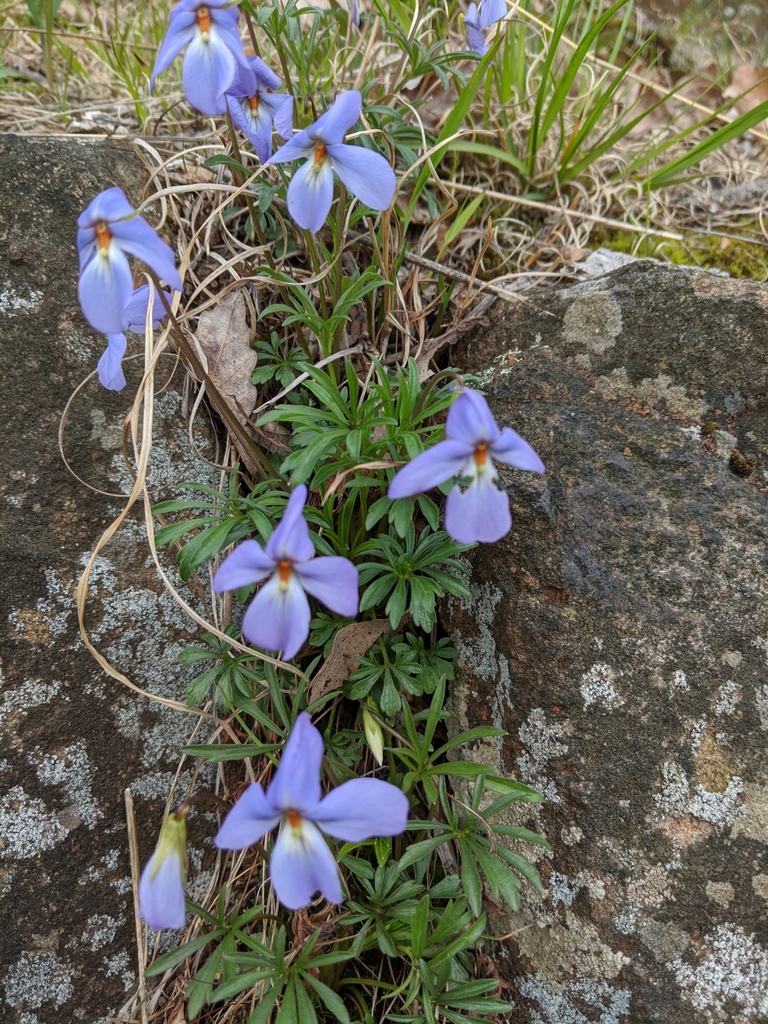 bird's foot violet from West Rock, New Haven, CT, USA on May 04, 2020 ...