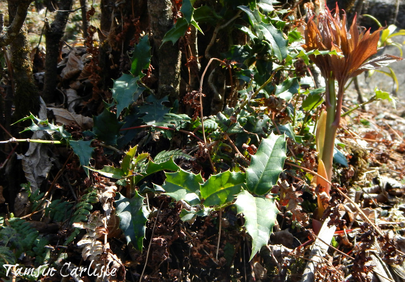 Moru Oak (Quercus floribunda) - Botanical Realm