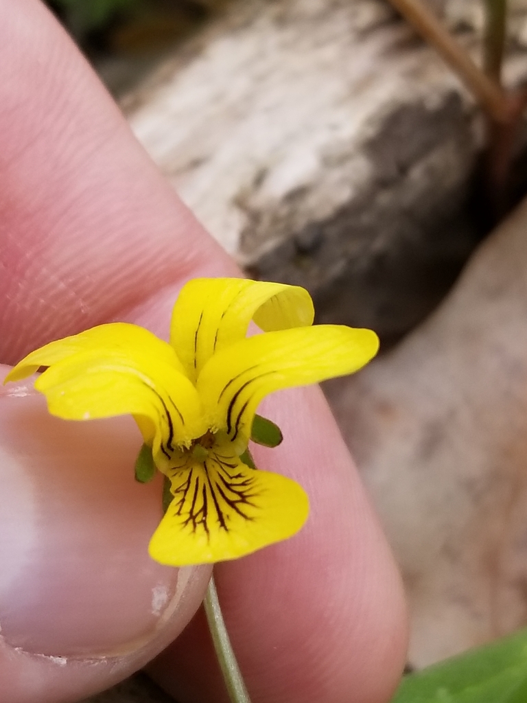 Smooth Yellow Violet from Racine, WI 53402, USA on May 05, 2020 at 11: ...