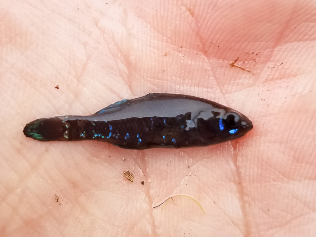 Gulf Coast Pygmy Sunfish (Elassoma gilberti) - Marine Life Identification