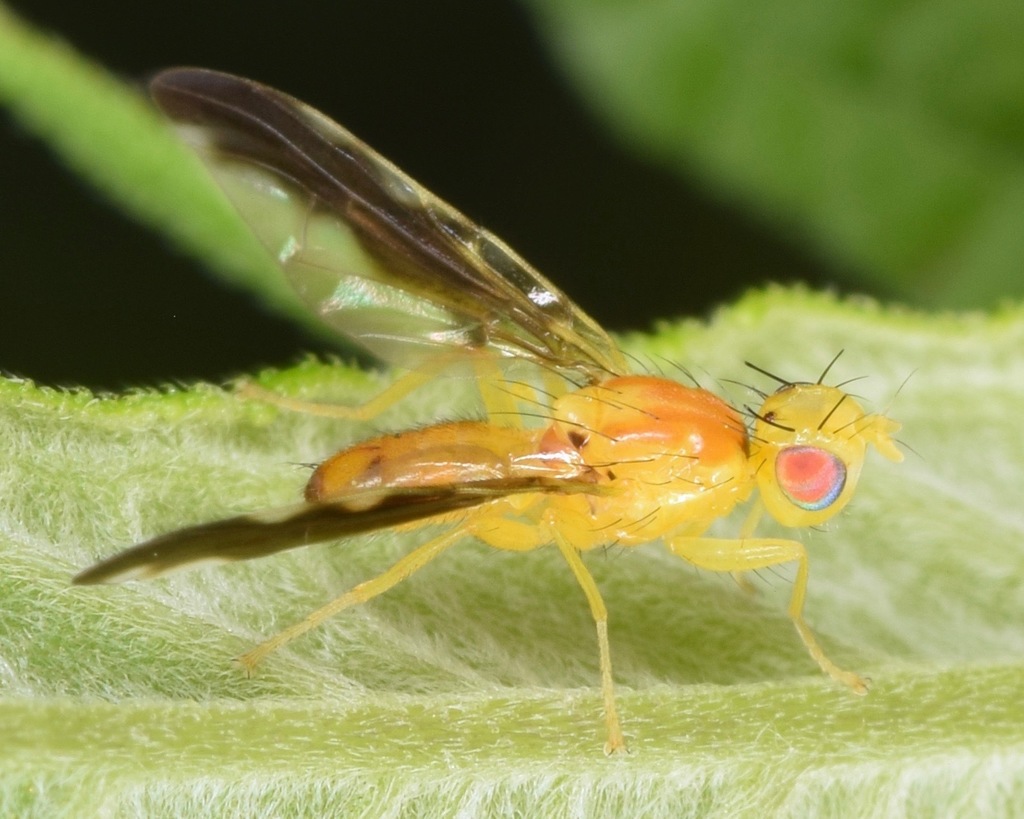 Strauzia rugosa from Canton, GA, USA on May 05, 2020 by skitterbug ...