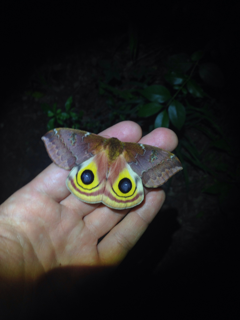 Io Moth (Denver-Boulder Metro Area: Butterflies and Moths) · iNaturalist