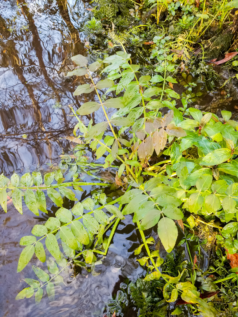 water parsnip in February 2019 by Eric C. Maxwell · iNaturalist