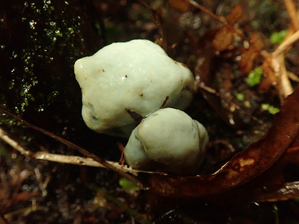 Blue Pouch Fungus from Waima Forest (Pt Northland Conservation Park ...