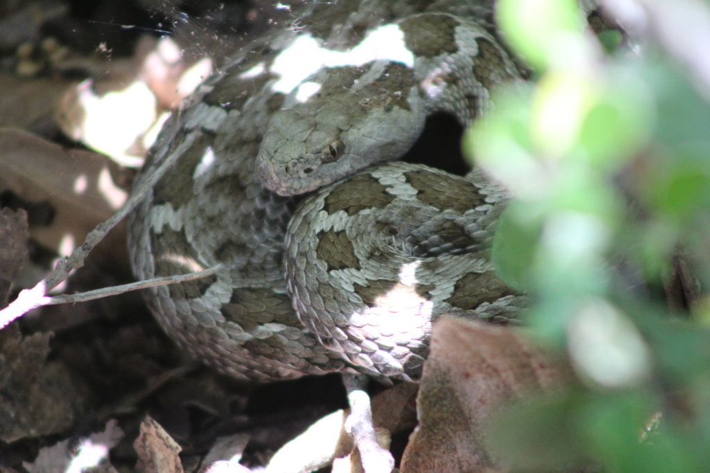 Mexican Pygmy Rattlesnake from Oaxaca, MX on May 23, 2018 by jose ...