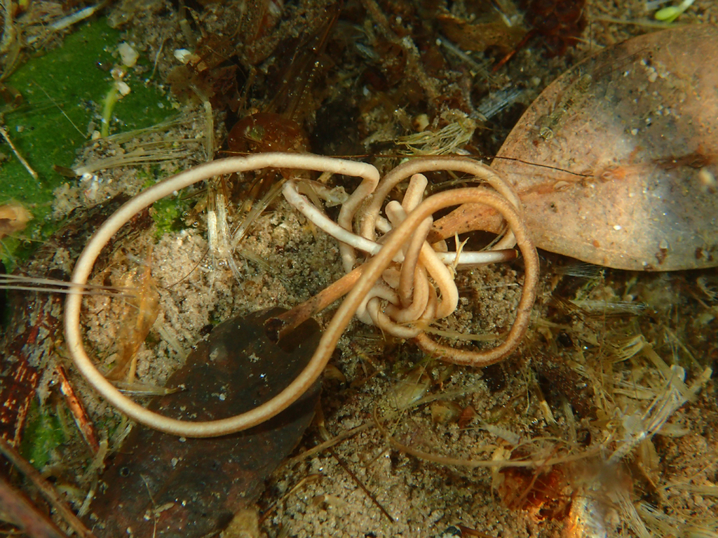 Gordius from Eaton Canyon Natural Area, Los Angeles, California, United ...