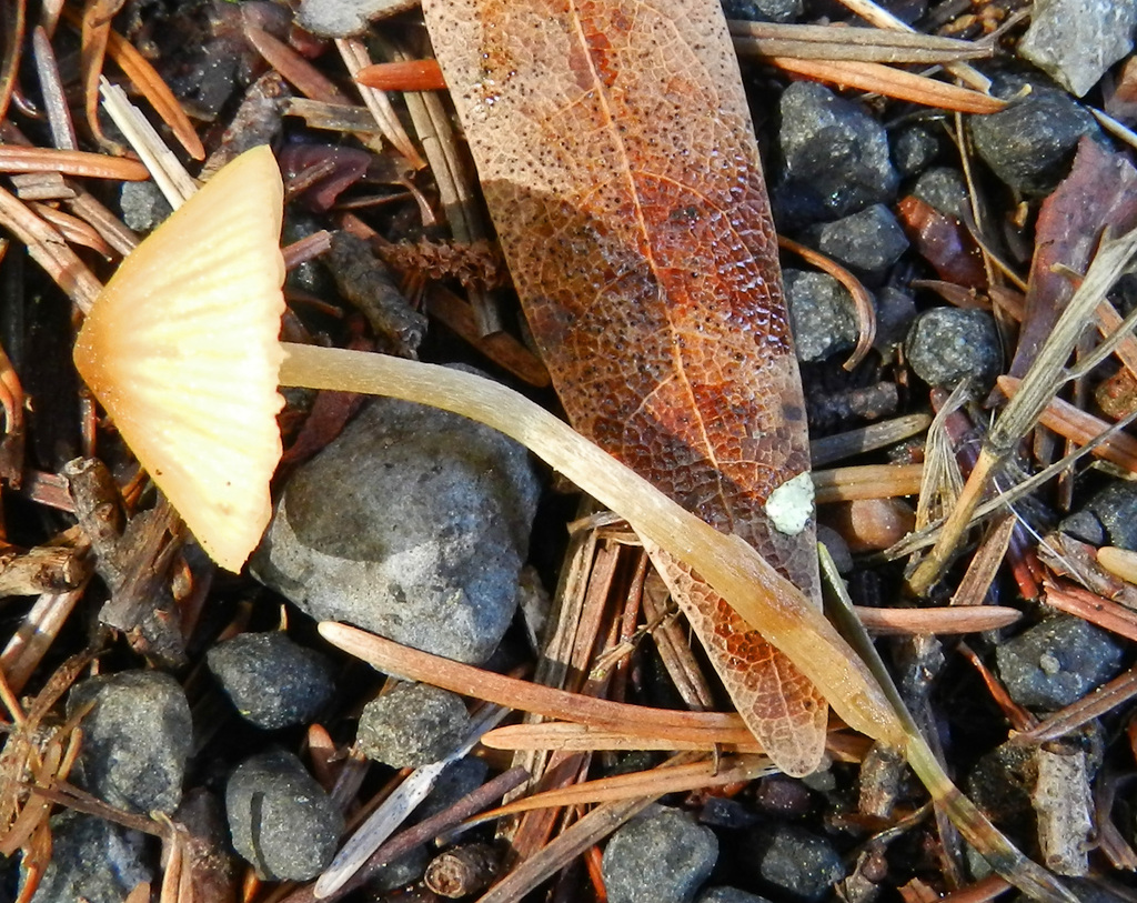 Bonnets from Sugarloaf Ridge State Park on March 8, 2014 by c michael ...