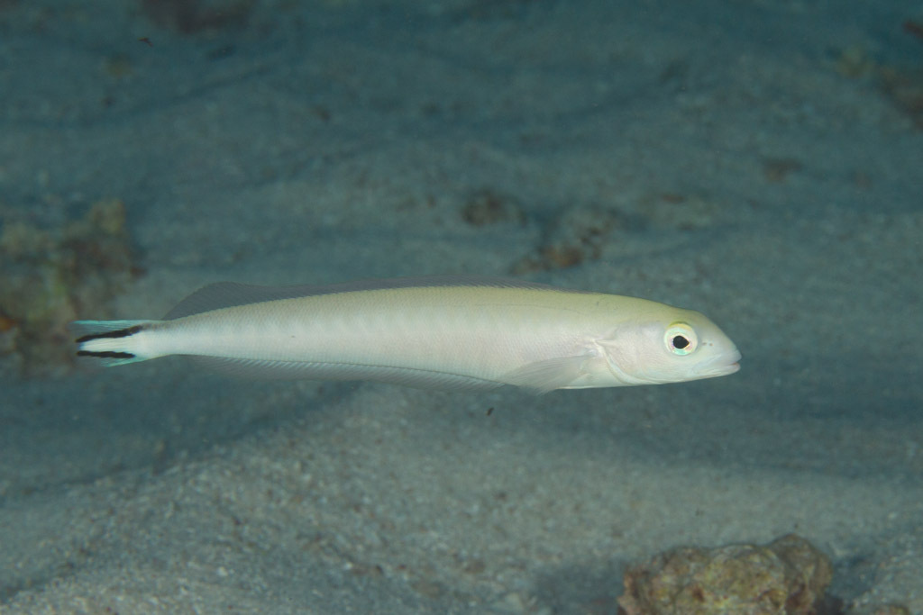 Tilefishes (Malacanthidae) - Marine Life Identification