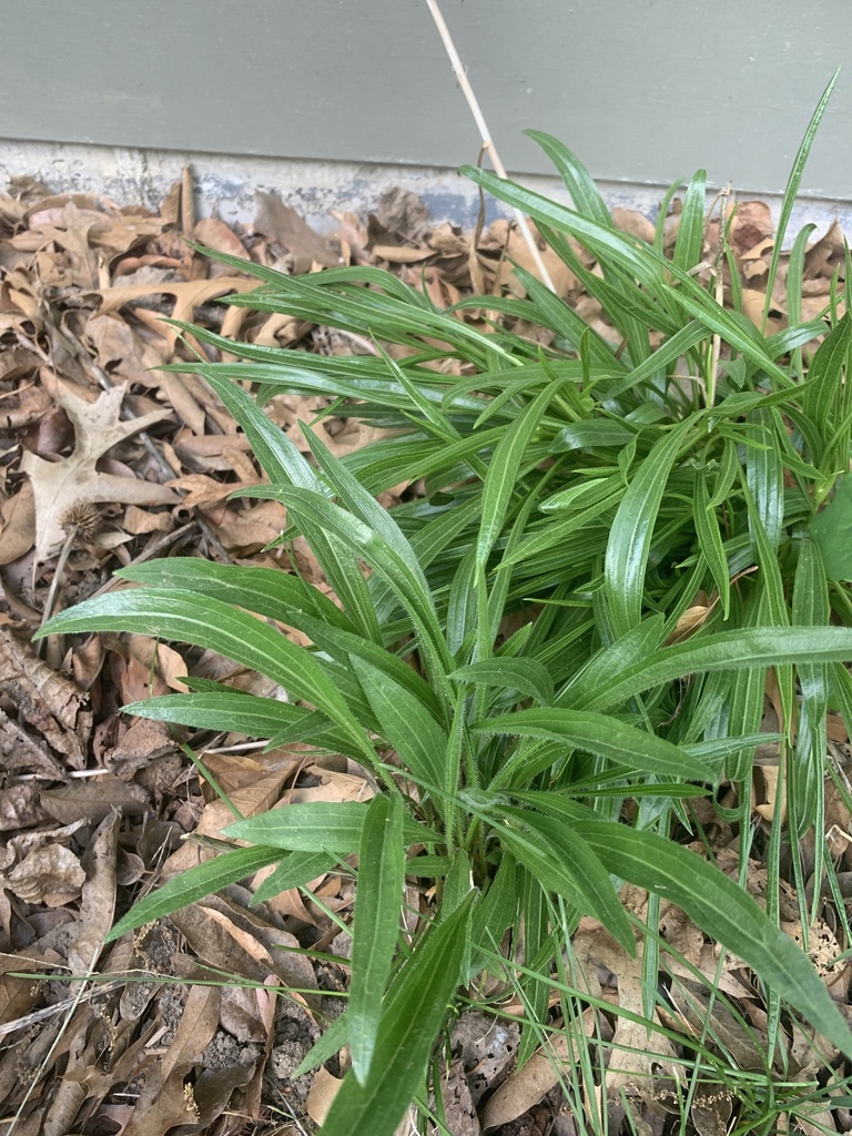 Echinacea paradoxa paradoxa from Lynnwood Dr, Columbia, MO, US on May 5 ...