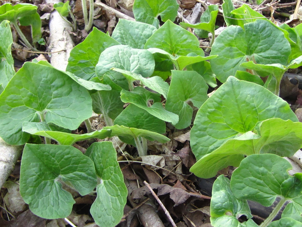 Canadian wild ginger in May 2020 by westgreysite · iNaturalist