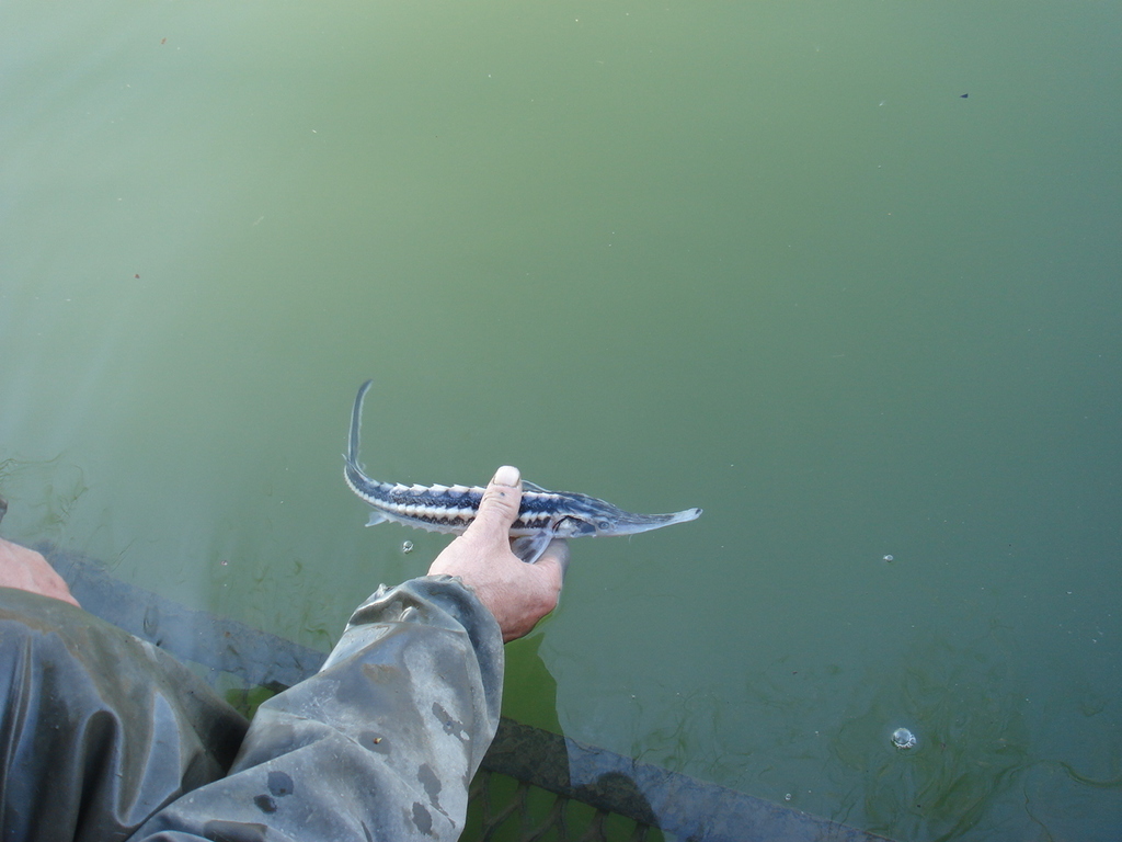 Starry Sturgeon (Acipenser stellatus) - Marine Life Identification