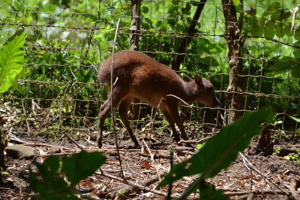 Philippine Brown Deer (Rusa marianna) - Know Your Mammals