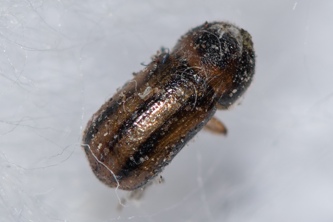 Trypodendron signatum (J.C.Fabricius, 1792)