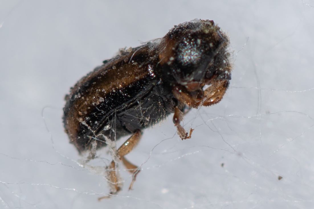 Trypodendron signatum (J.C.Fabricius, 1792)