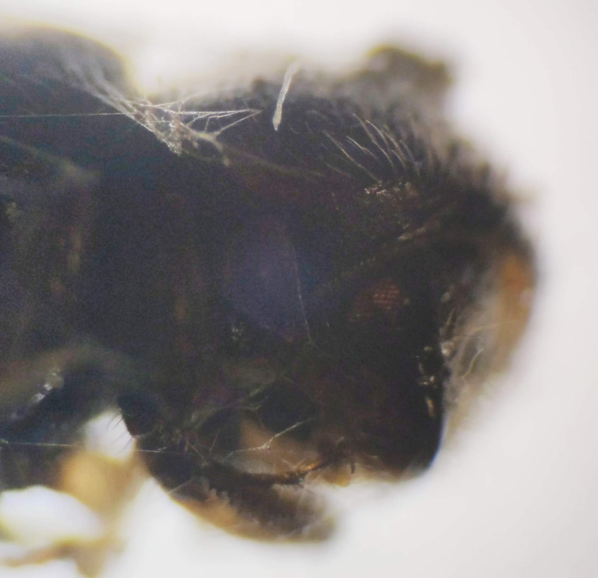 Trypodendron signatum (J.C.Fabricius, 1792)