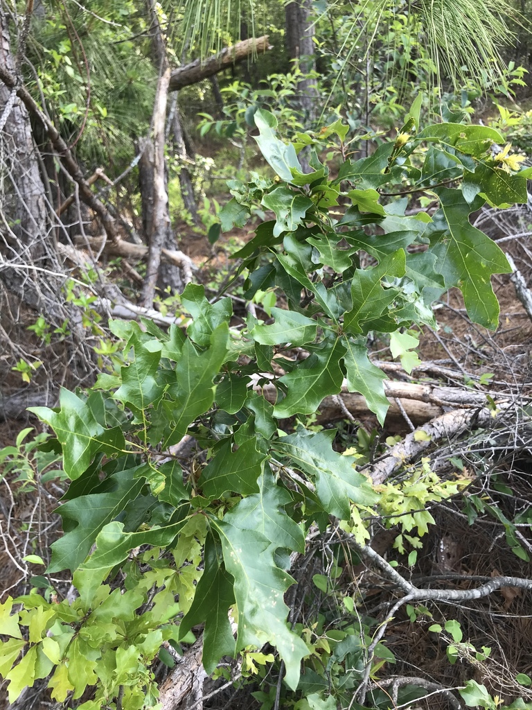 Georgia Oak from Stone Mountain Park, Stone Mountain, GA, US on May 5 ...