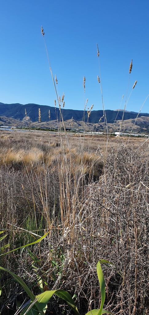 harding grass from Tasman, Nelson, New Zealand on May 06, 2020 at 10:41 ...