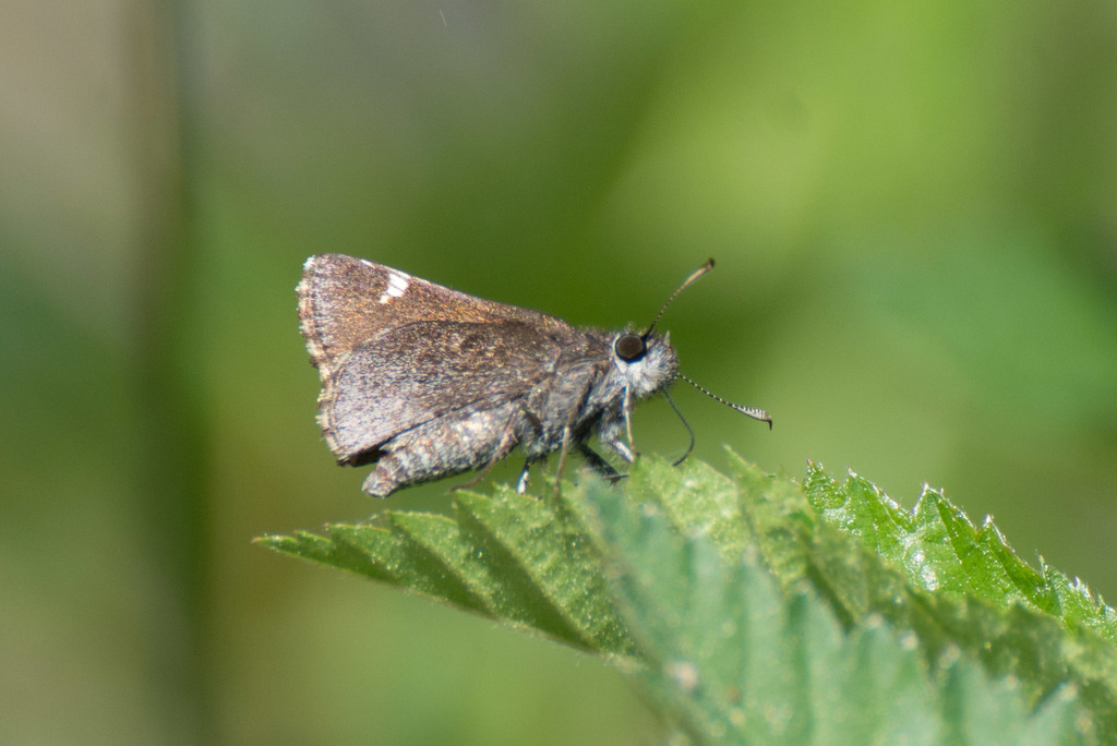 Common Roadside-Skipper (Acadia National Park Butterfly Guide 🦋) · iNaturalist