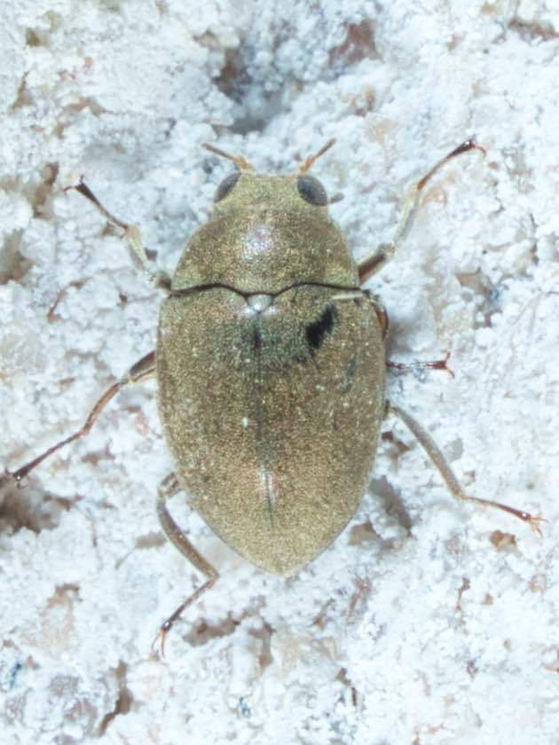 Lutrochidae