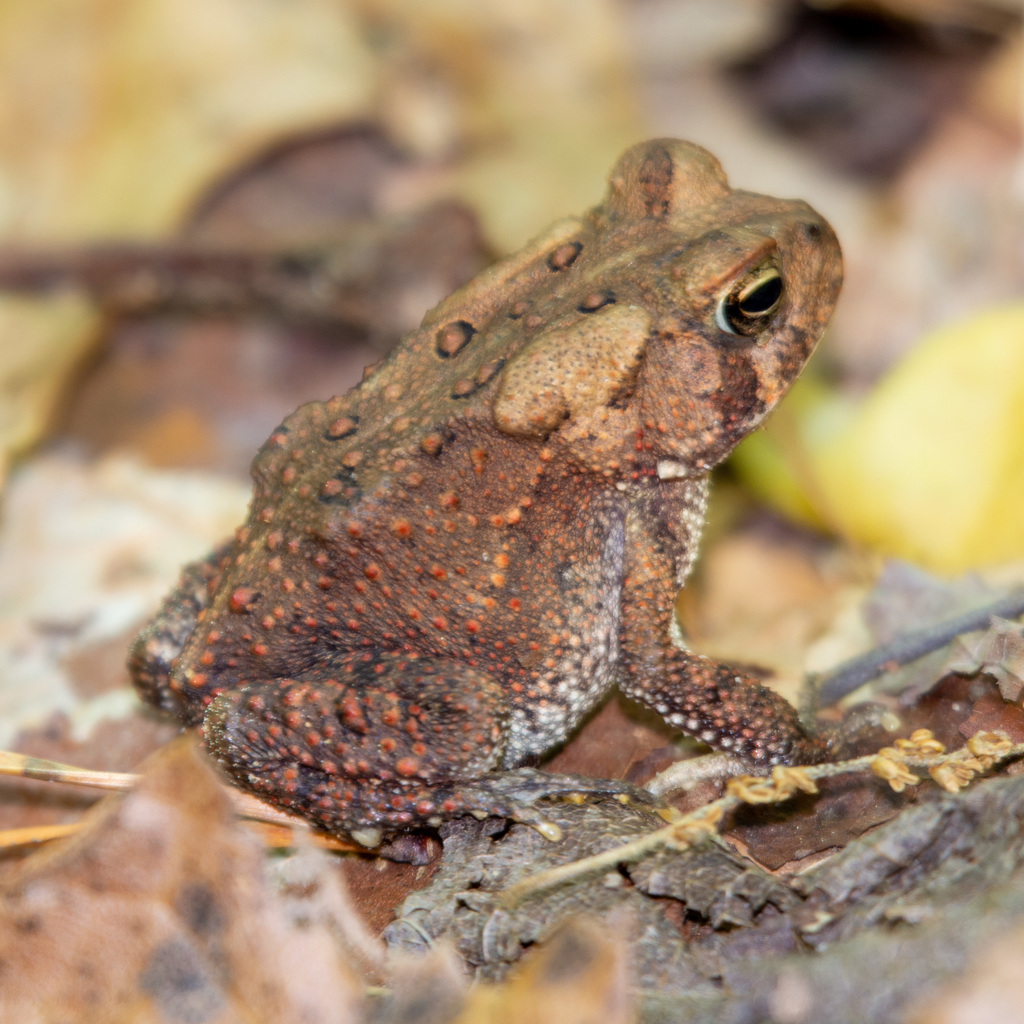 American Toad from Anne Arundel County, MD, USA on May 04, 2020 at 12: ...