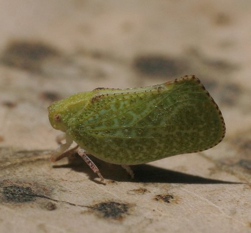 Siphanta nubecula · iNaturalist