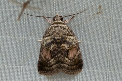 Genus Thriponea · iNaturalist