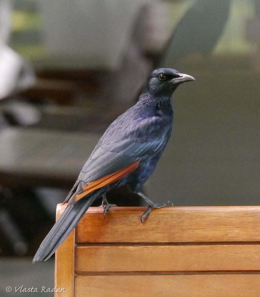 Red-winged Starling (Onychognathus morio) - Avian Discovery