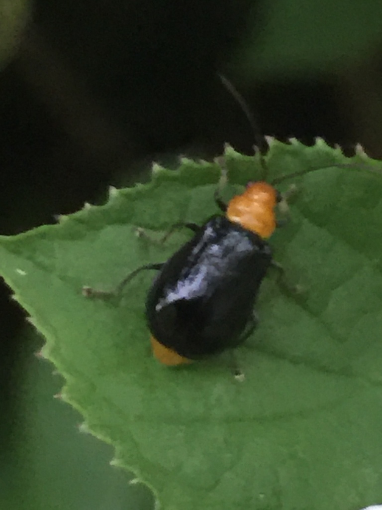 Aulacophora nigripennis from Kamariyahigashi 4-Chōme, Kanazawa-Ku ...