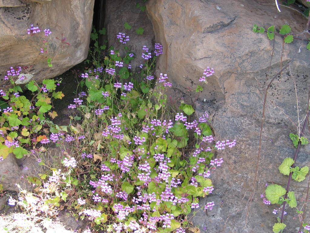 Pelargonium glechomoides from along the road from Goba to Goro, Bale ...