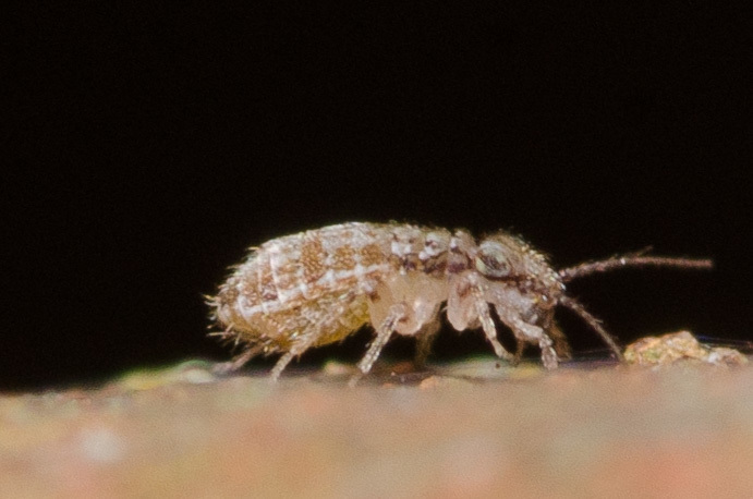 Cerobasis guestfalica from Windsor Hills, Austin, TX, USA on May 6 ...