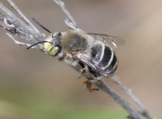 California Digger Bee from MDSP Northgate Boundary on April 15, 2017 at ...
