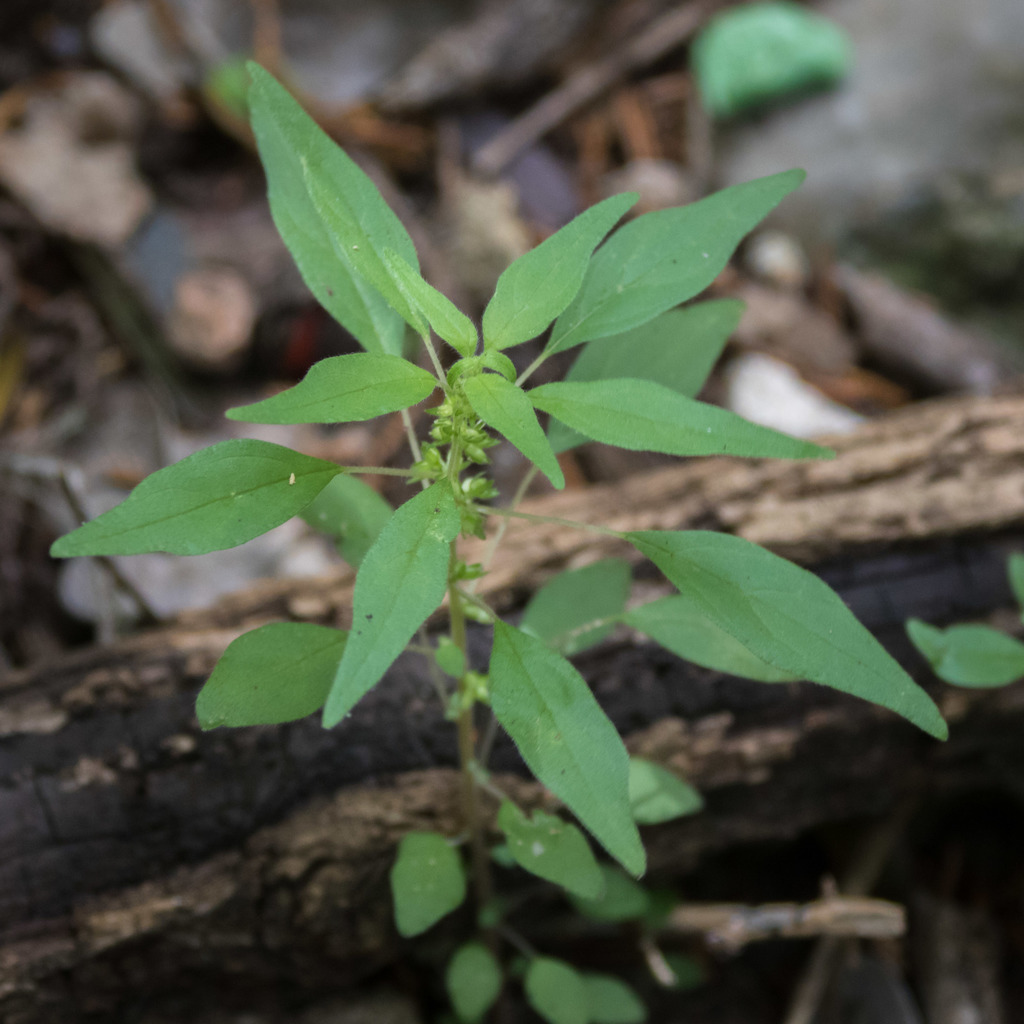 Pennsylvania Pellitory (Parietaria pensylvanica pensylvanica ...