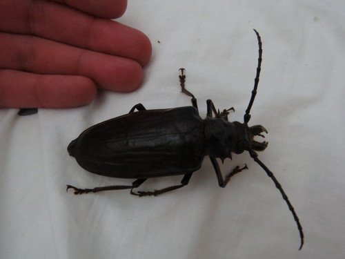 Anthracocentrus beringeri · iNaturalist