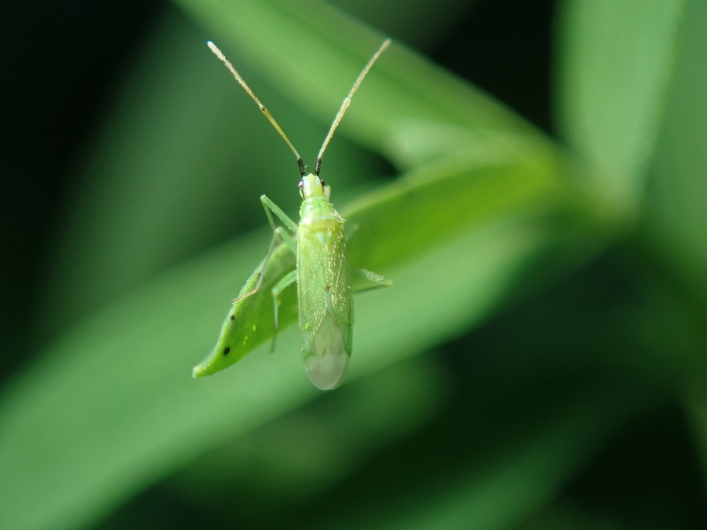 Macrolophus melanotoma from 20213 Castellare-Di-Casinca, France on May ...