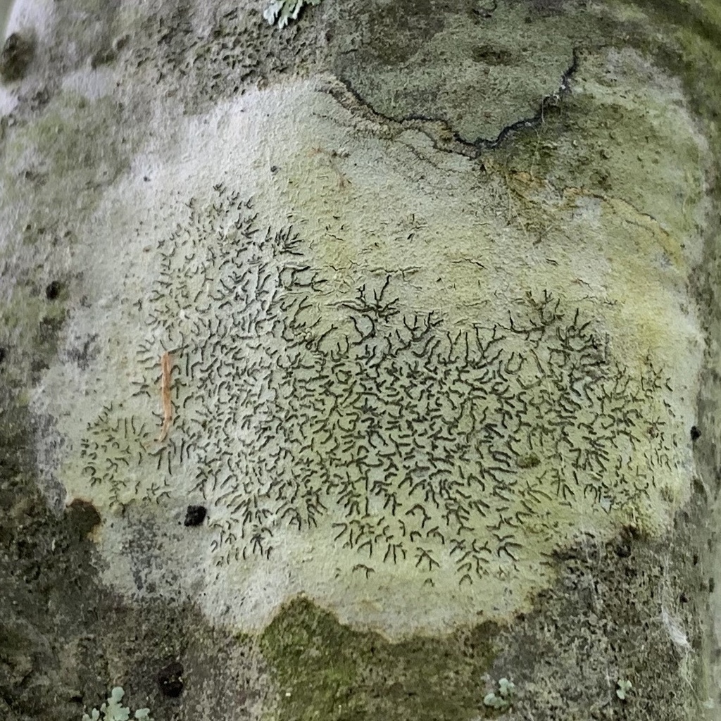 Glowing Script (Local Fungi of NWFL) · iNaturalist