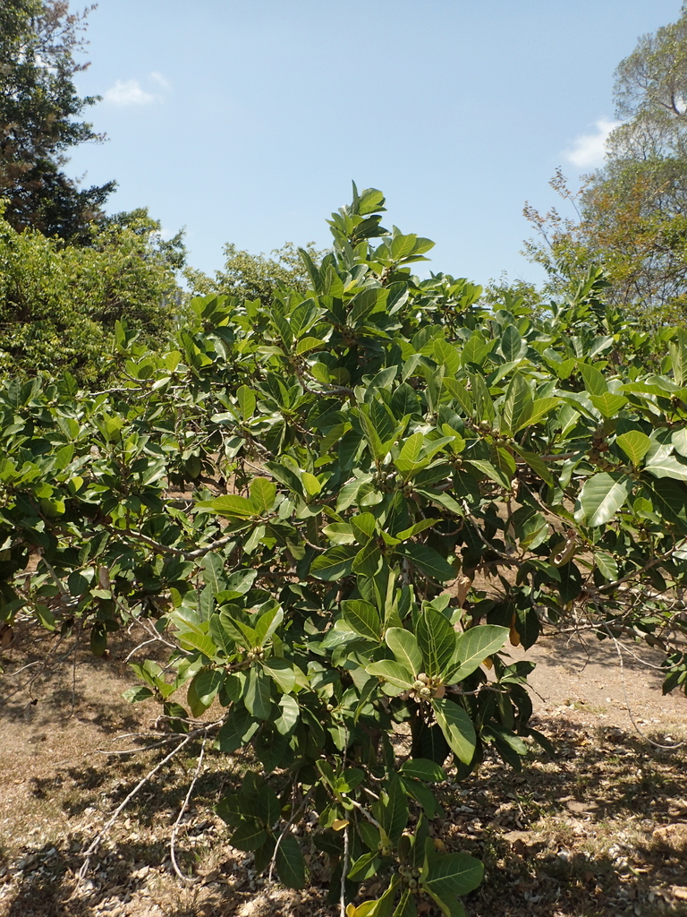 Hauili fig tree (Ficus septica) - Botanical Realm