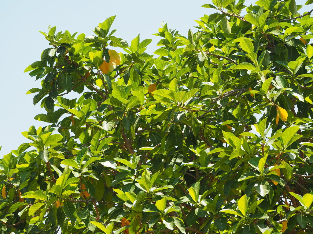 Hauili fig tree (Ficus septica) - Botanical Realm