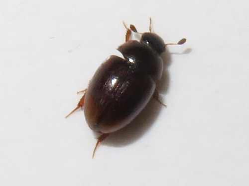 Cercyon lateralis · iNaturalist Mexico