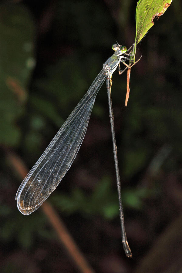 Microstigma anomalum Rambur, 1842