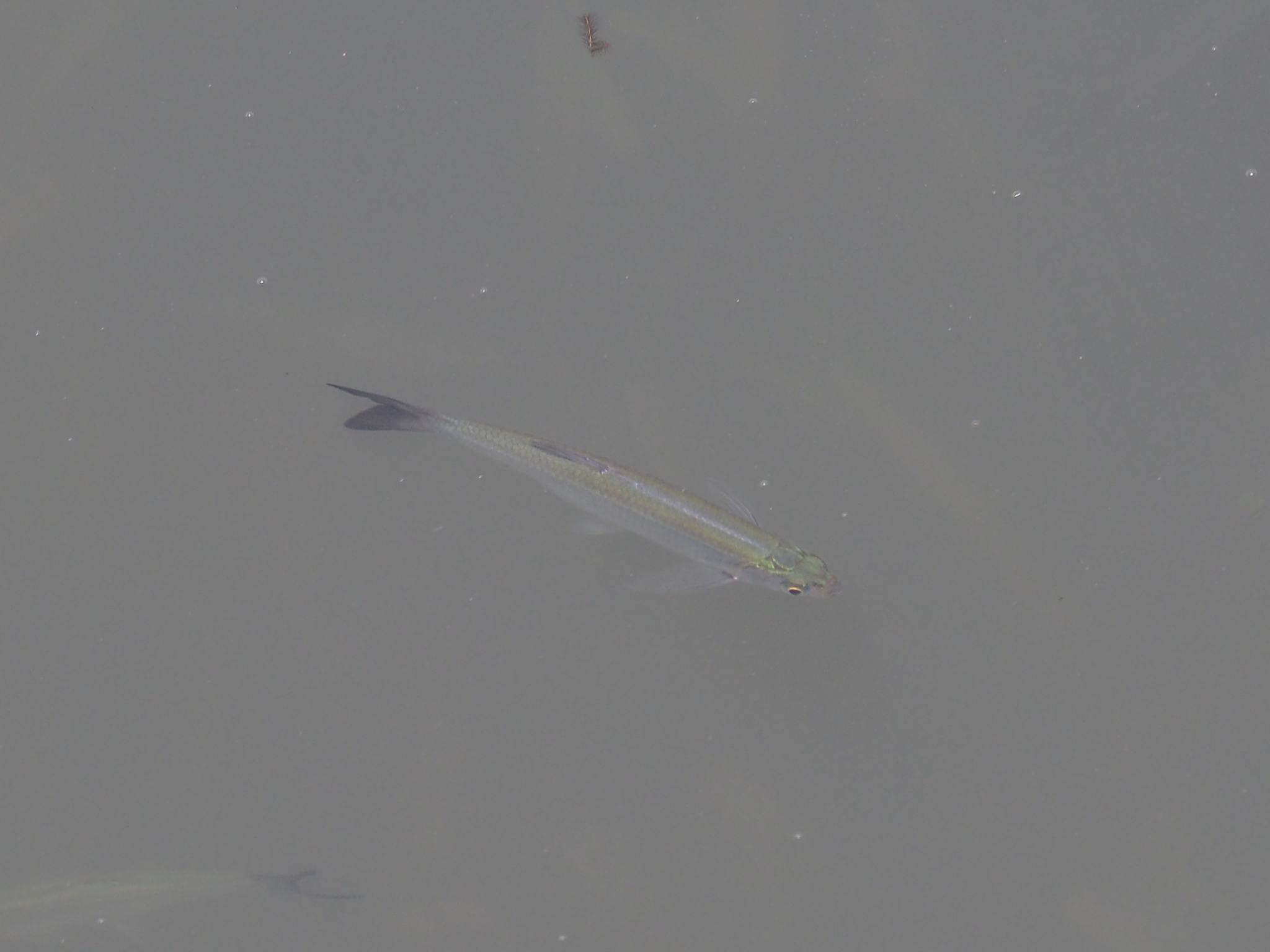 Hemiculter leucisculus (Basilewsky, 1855)