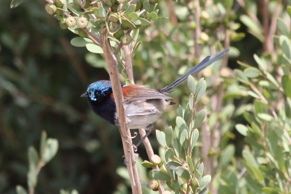Red-winged Fairywren (Malurus elegans) - Avian Discovery