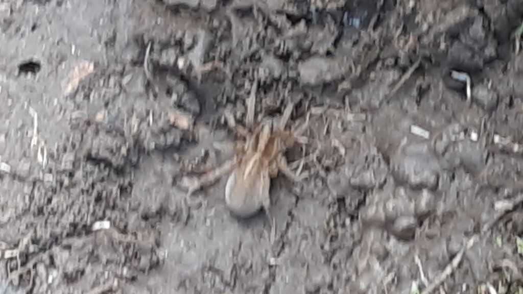 Rustic Wolf Spider in May 2020 by kaylahcat1. Found under a rock ...