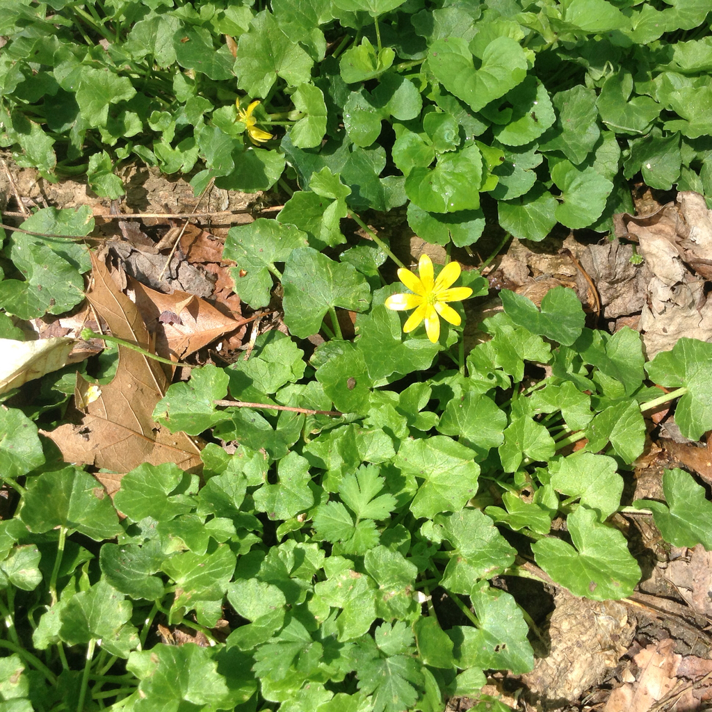 lesser celandine (Deer Grove Natural Areas Volunteers Invasive Species ...